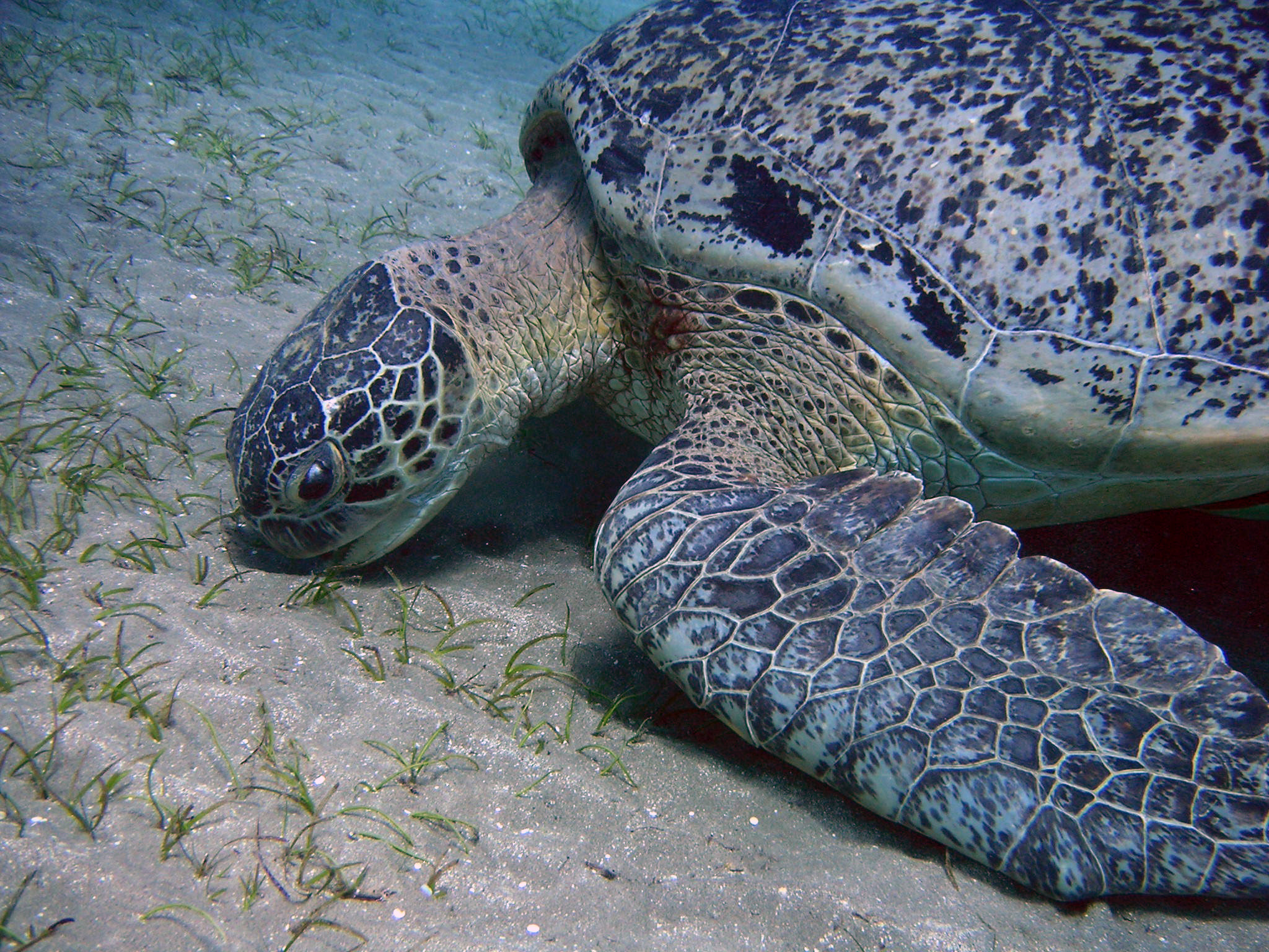 Sea Turtles of Orchid Island – Species, Nesting & Conservation - lanyu.land